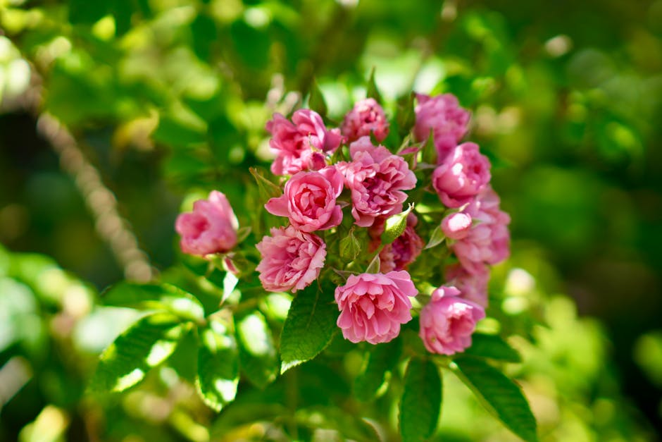 How Do Jenny Barker The Flower Doctor Flowers Brighten Your Day?