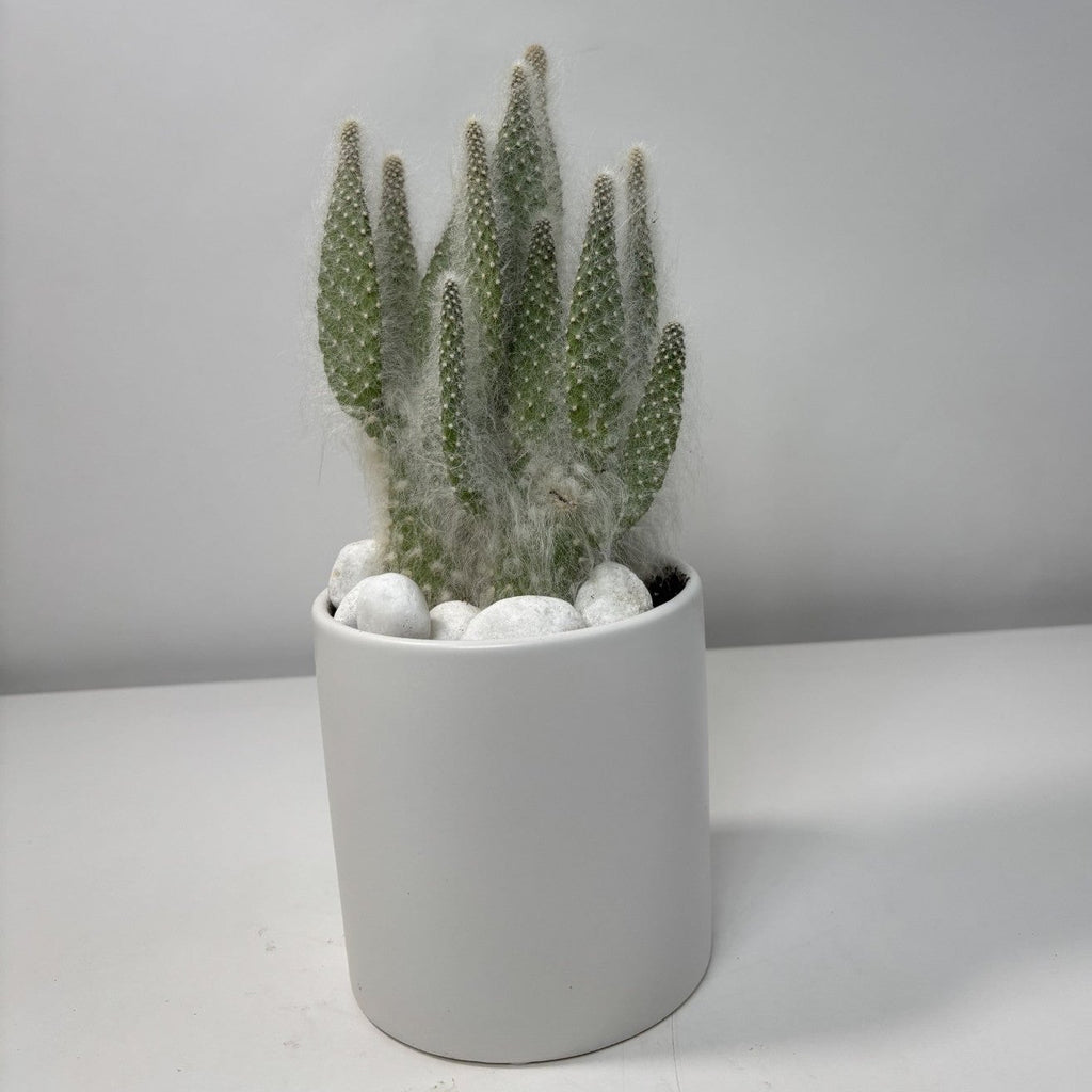 Opuntia Snow White Cactus Plant – Jenny Barker The Flower Doctor