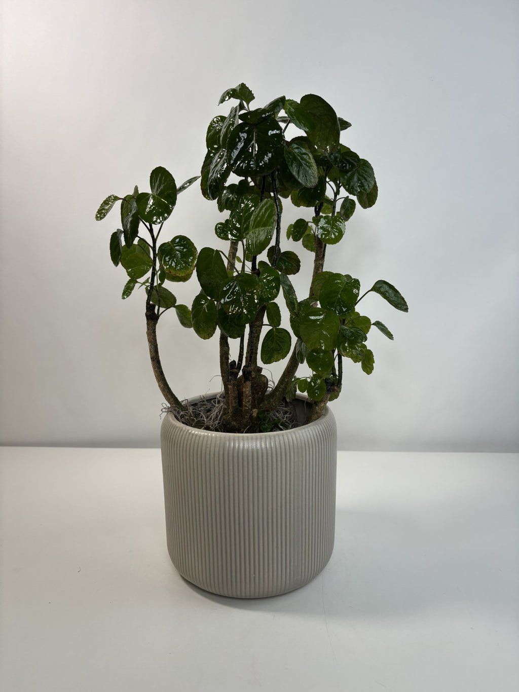 Aralia Fabian Stump – Jenny Barker The Flower Doctor